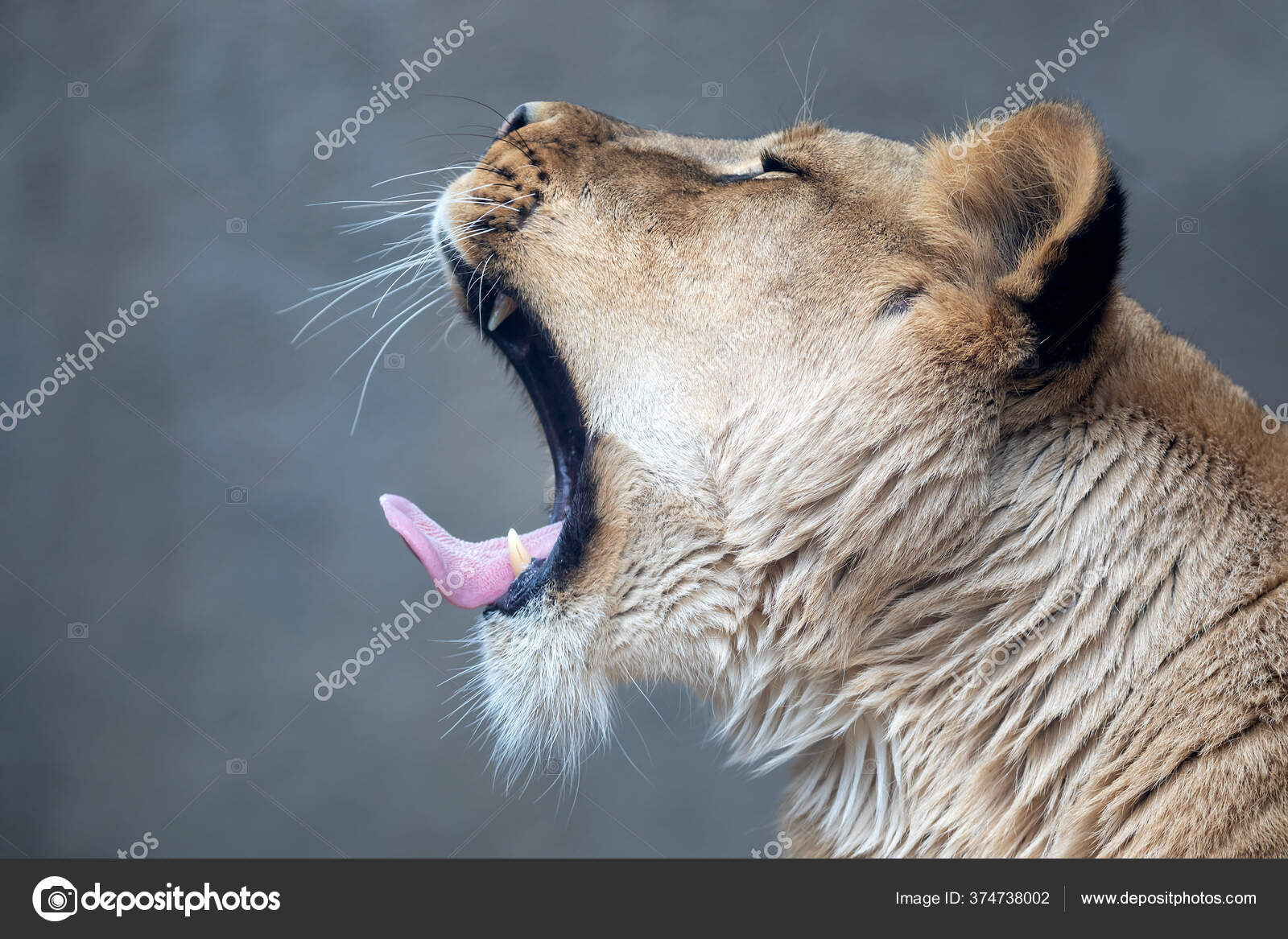 Cute Lioness Yawning Closeup — Stock Photo © EBFoto #374738002