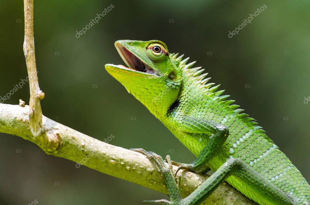 Calotes calotes (lagarto común del bosque verde) es un lagarto agámido ...