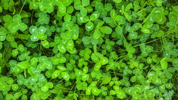 Irish background Stock Photos, Royalty Free Irish background Images ...