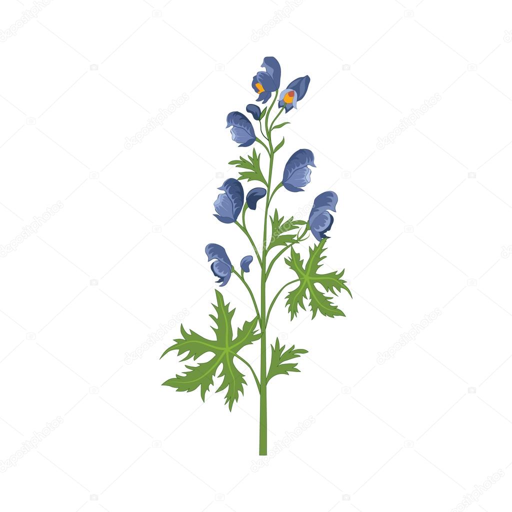 Aconite Wild Flower Hand Drawn Detailed Illustration Stock Vector Image ...