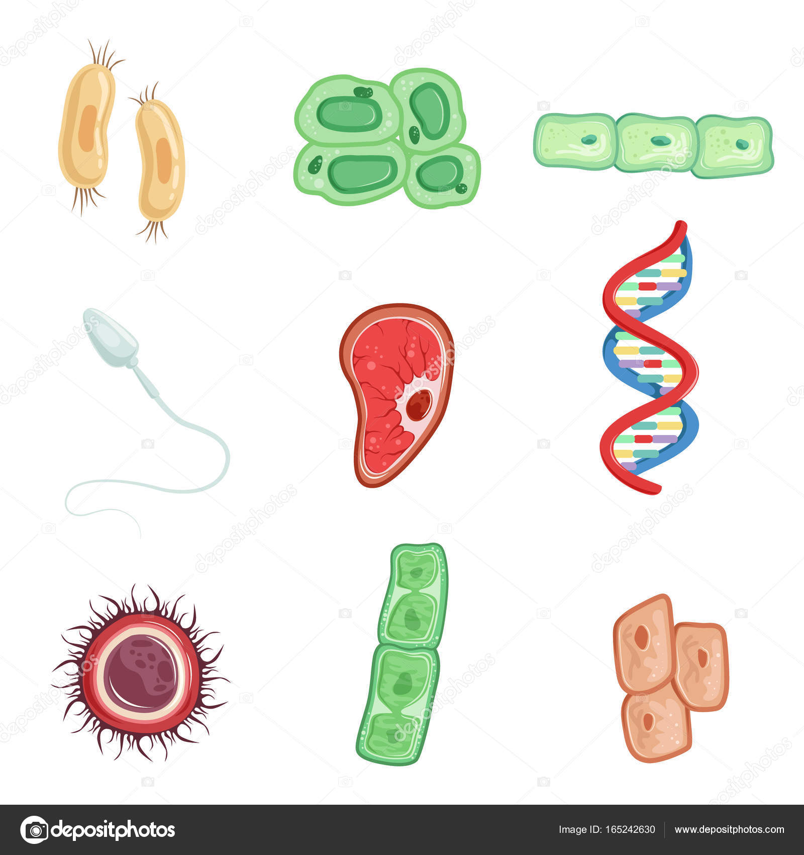 Human cells set, cells involved in the process of human life detailed ...