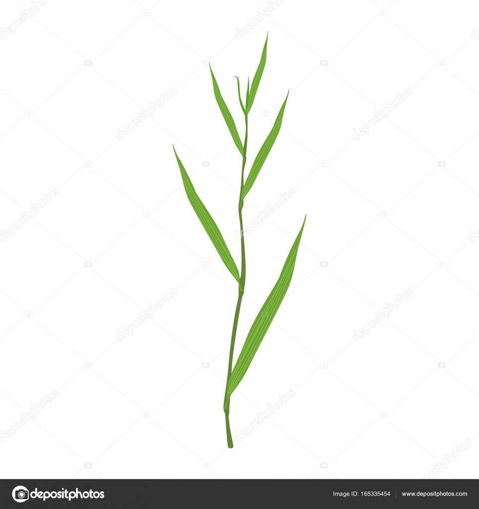 Sedge green grass vector Illustration Stock Vector by ©TopVectors 165335454