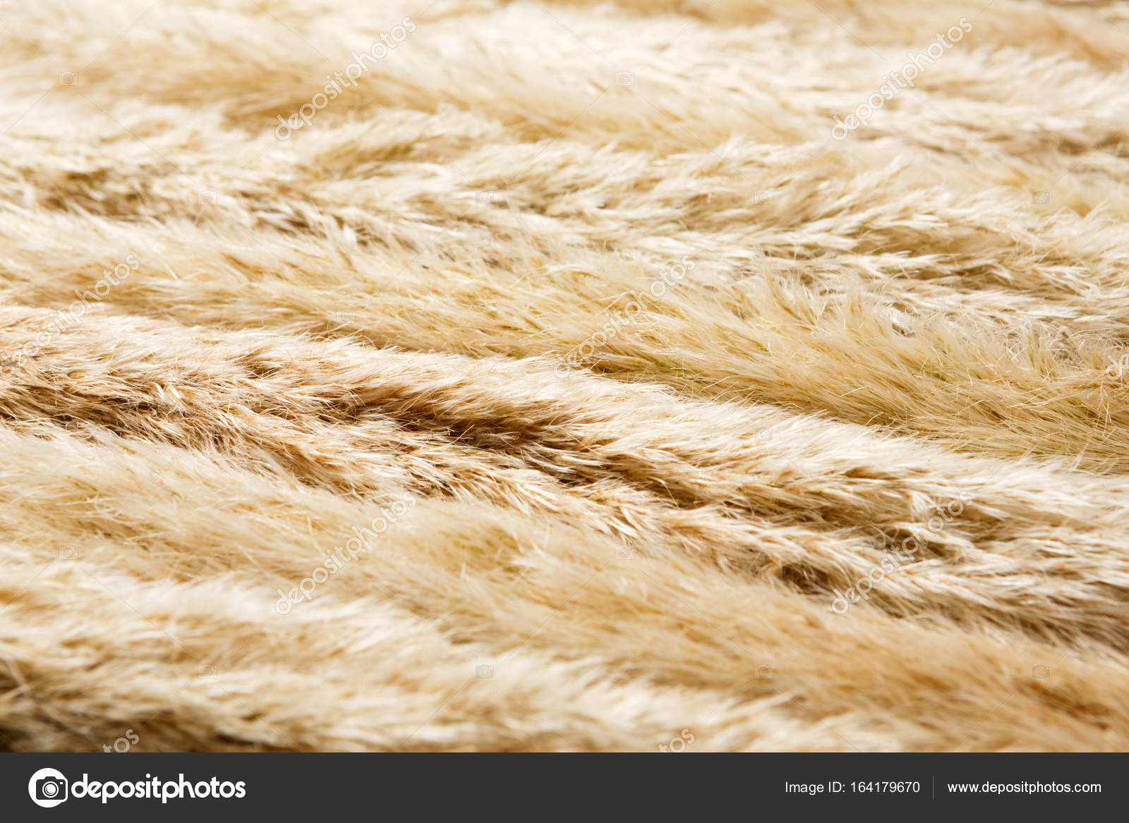 Dried fluffy cattail flower texture background — Stock Photo © Milkos ...