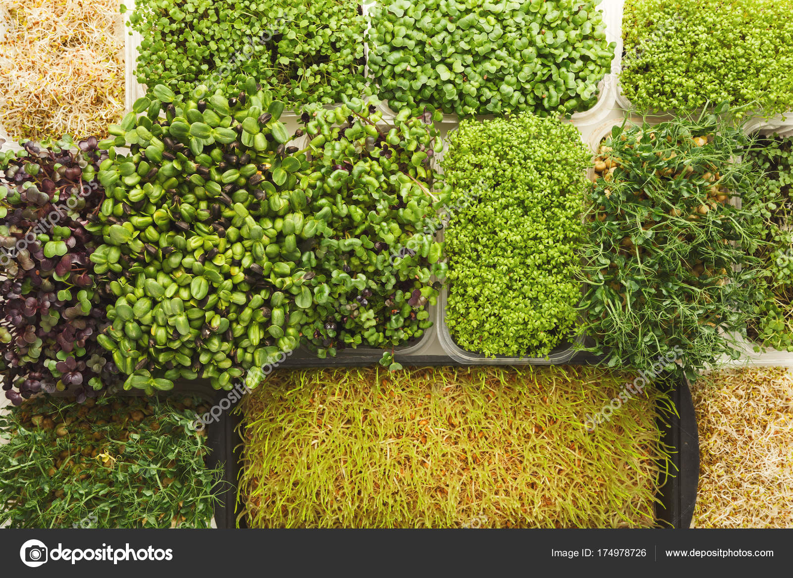 Diferentes tipos de micro verdes vista superior — Foto de stock ...