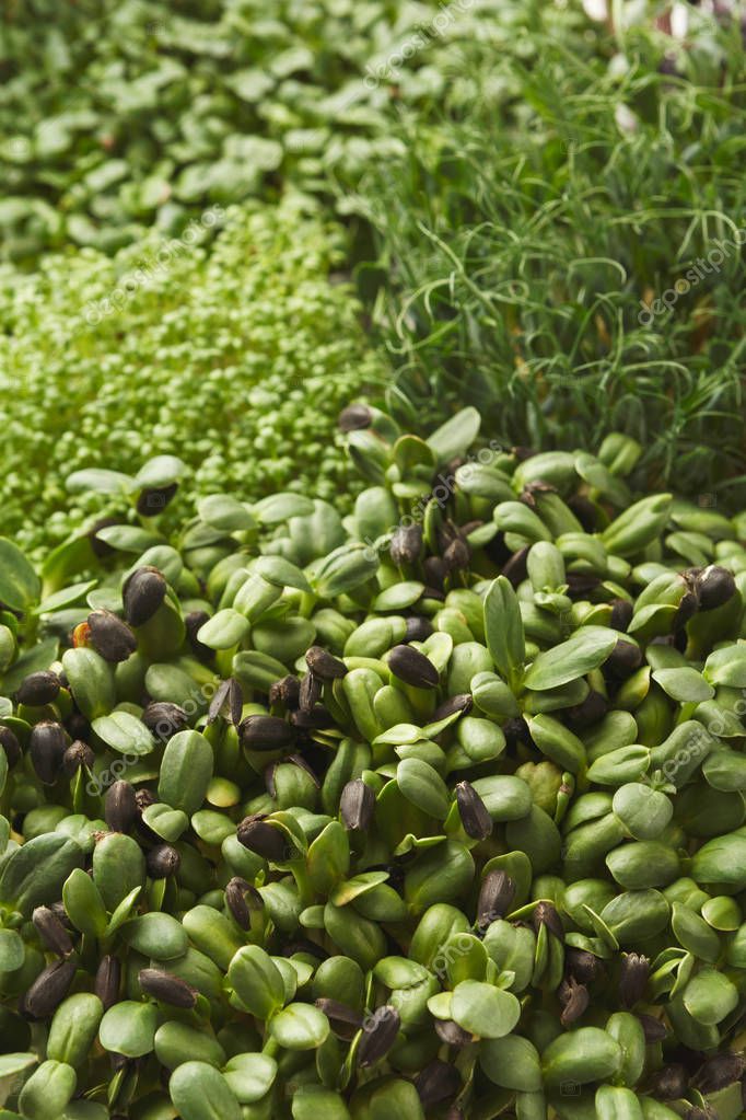 Diferentes tipos de micro verdes 2023