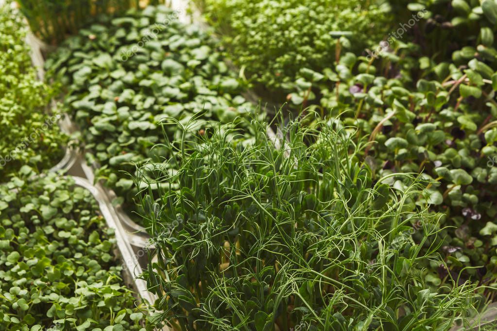 Diferentes tipos de micro verdes 2024