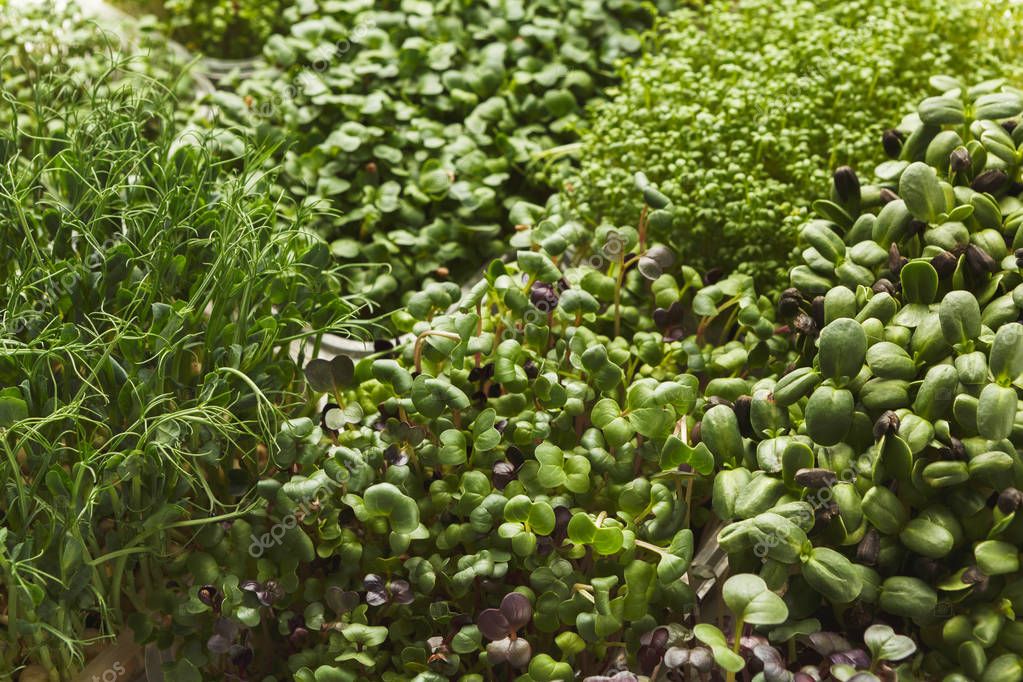 Diferentes tipos de micro verdes 2024