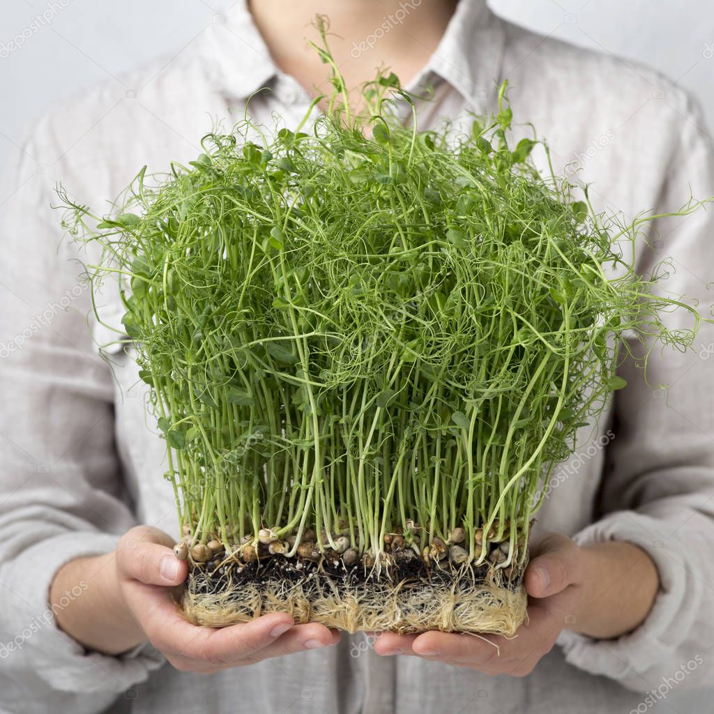 Mujer sosteniendo semillas naturales germinadas o microverdes 2023
