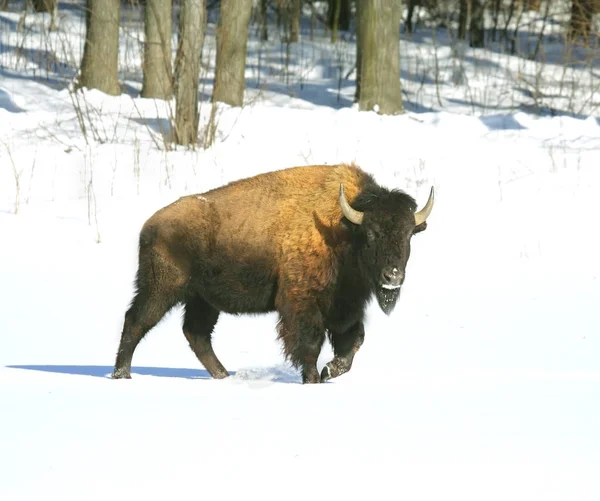 Great bison. Russian nature Stock Photo by ©vchphoto 151981972