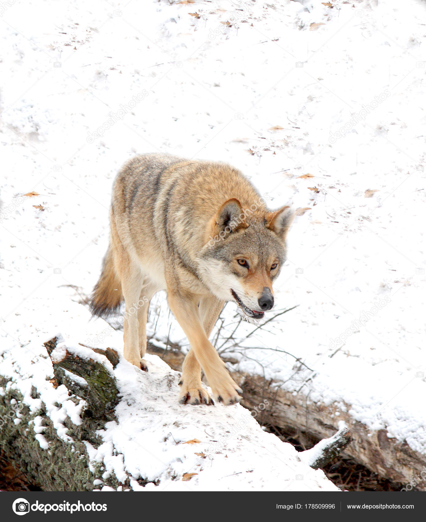 Wolf in the winter wood Stock Photo by ©vchphoto 178509996