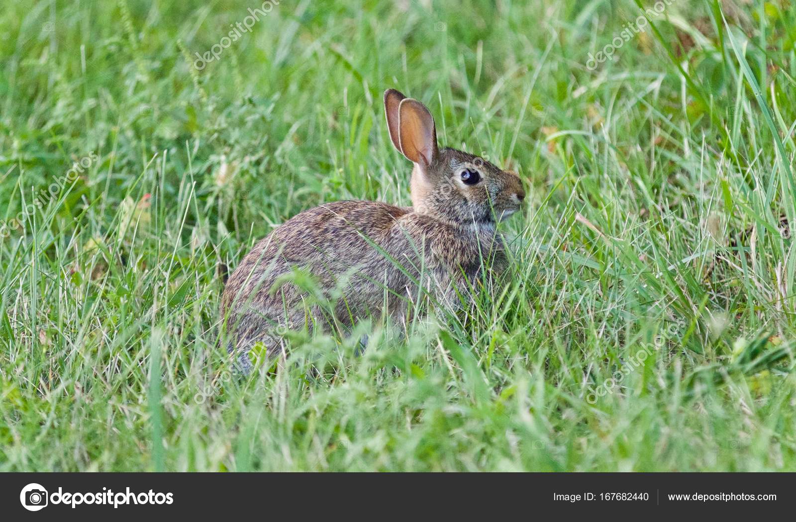 Image of a cute rabbit sitting in the grass — Stock Photo © teo1 #167682440