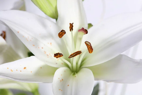 Fleurs lys blanc images libres de droit, photos de Fleurs lys blanc | Depositphotos