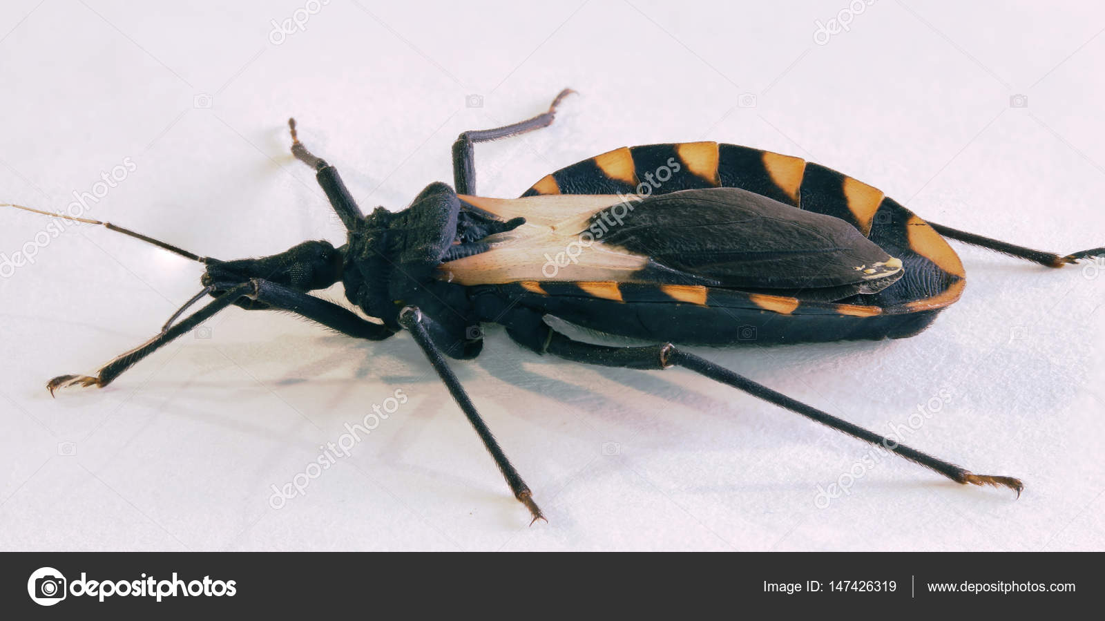 Meccus pallidipennis, triatomid Stock Photo by ©Schlyx 147426319