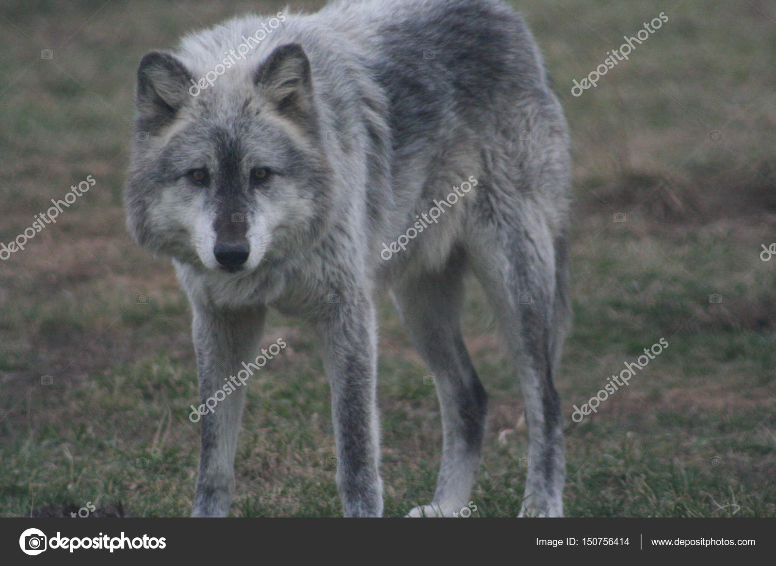 Black Alpha Wolf The Grey