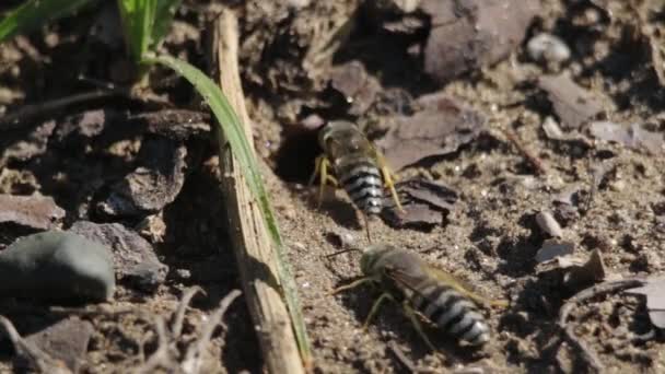 Sand Wasp Digging Her Underground Nest — Stock Video © Schlyx #328867310