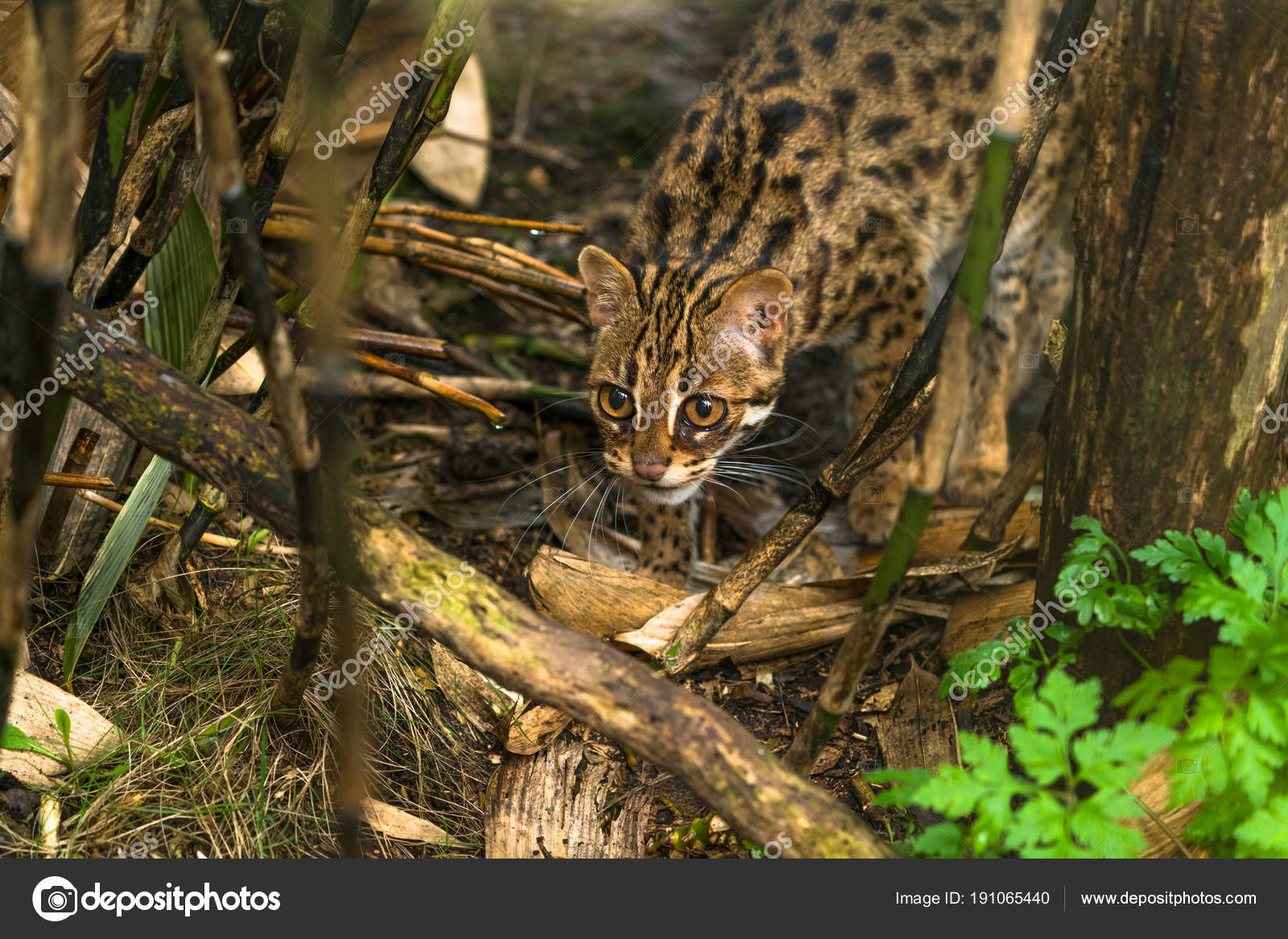 Small Leopard Looking Cat | ppgbbe.intranet.biologia.ufrj.br