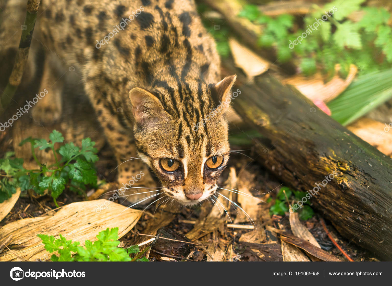Small Leopard Looking Cat | ppgbbe.intranet.biologia.ufrj.br
