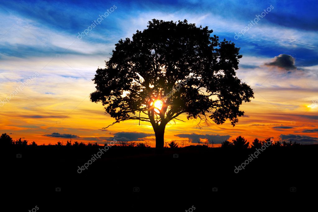 Sunrise with tree. Stock Photo by ©swkunst 127148568
