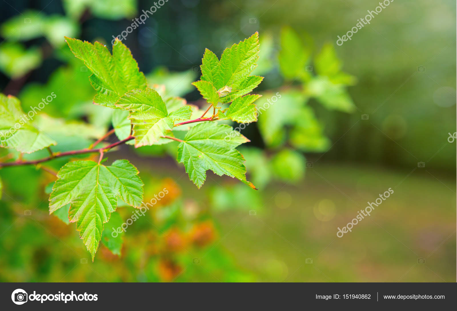 Spring background with green leaves. Stock Photo by ©swkunst 151940862