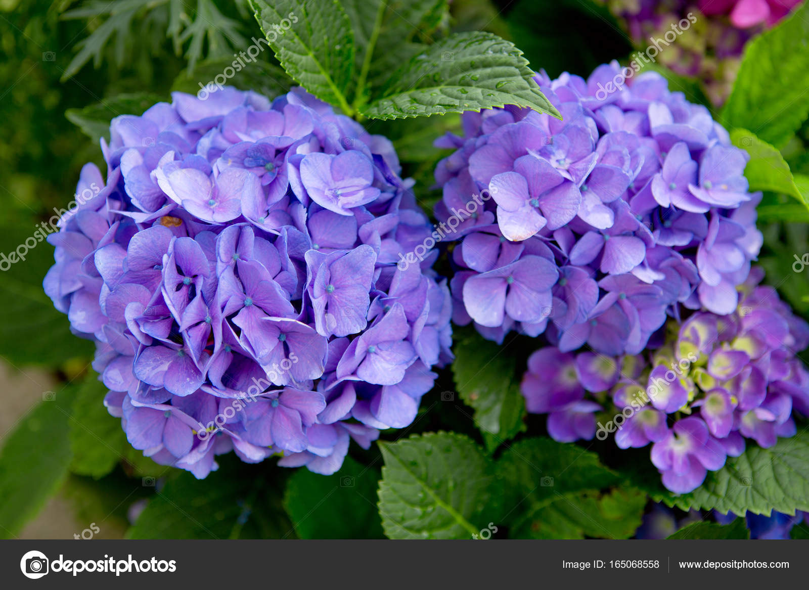 Blue Hydrangeas background. Stock Photo by ©swkunst 165068558