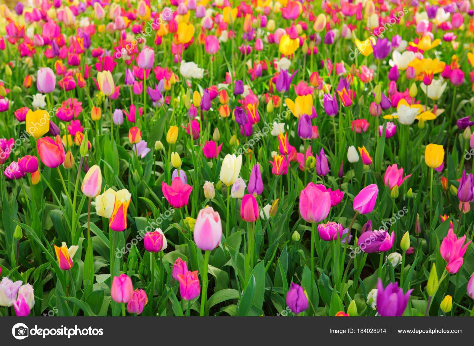 Colorful tulips background. Stock Photo by ©swkunst 184028914