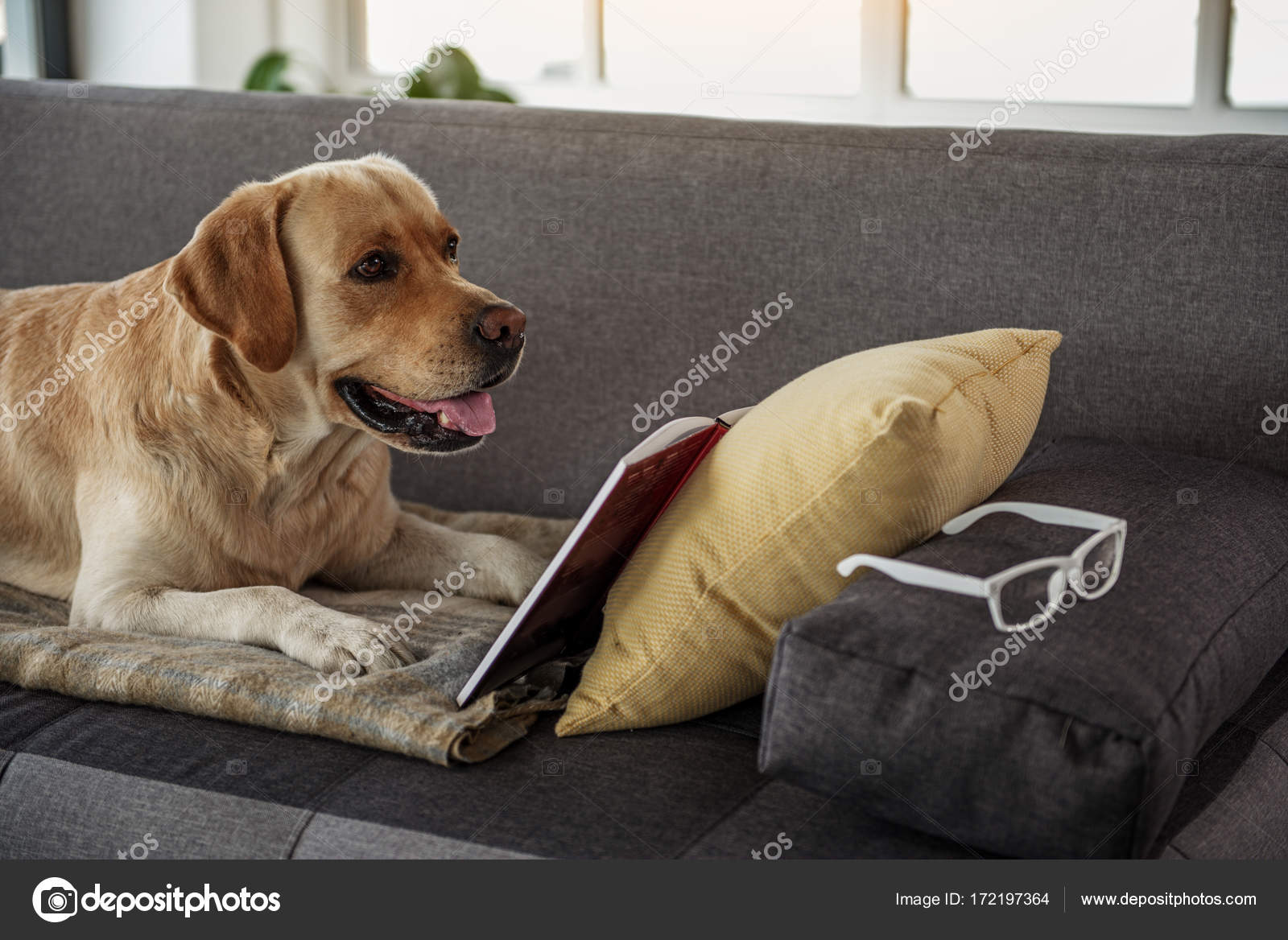 Outgoing dog looking through volume Stock Photo by ©iakovenko123 172197364