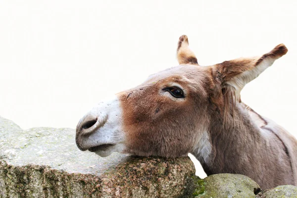 Dead donkey Stock Photos, Royalty Free Dead donkey Images | Depositphotos