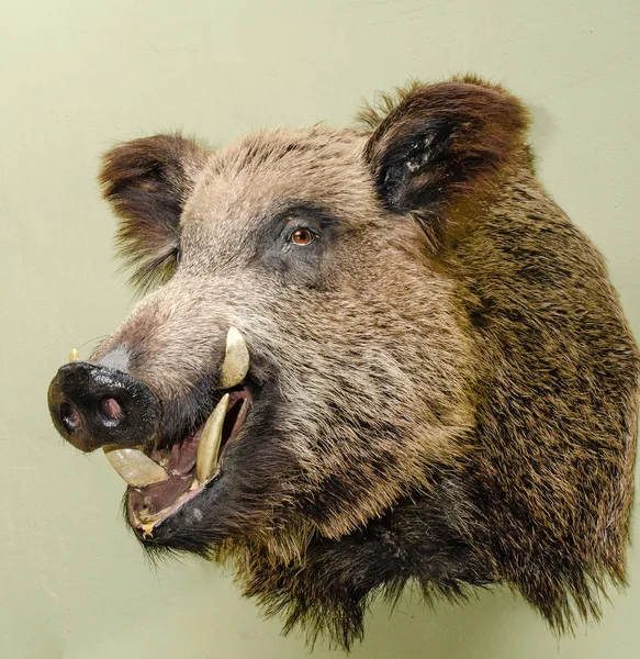 Stuffed Wild Boar Head Grinning Mouth Stock Photo by ©vagrig 195636558