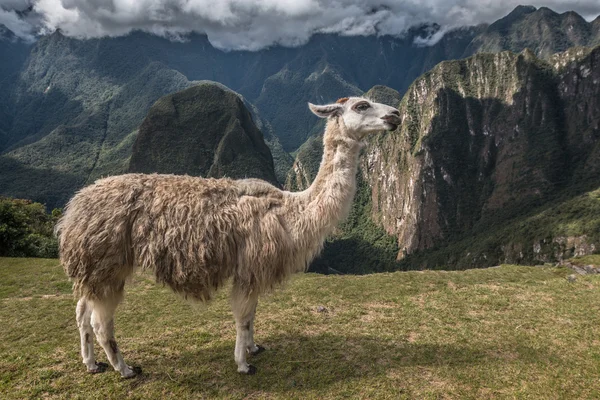 Llamas at Machu Picchu, lost Inca city in the Andes, Peru — Stock Photo ...
