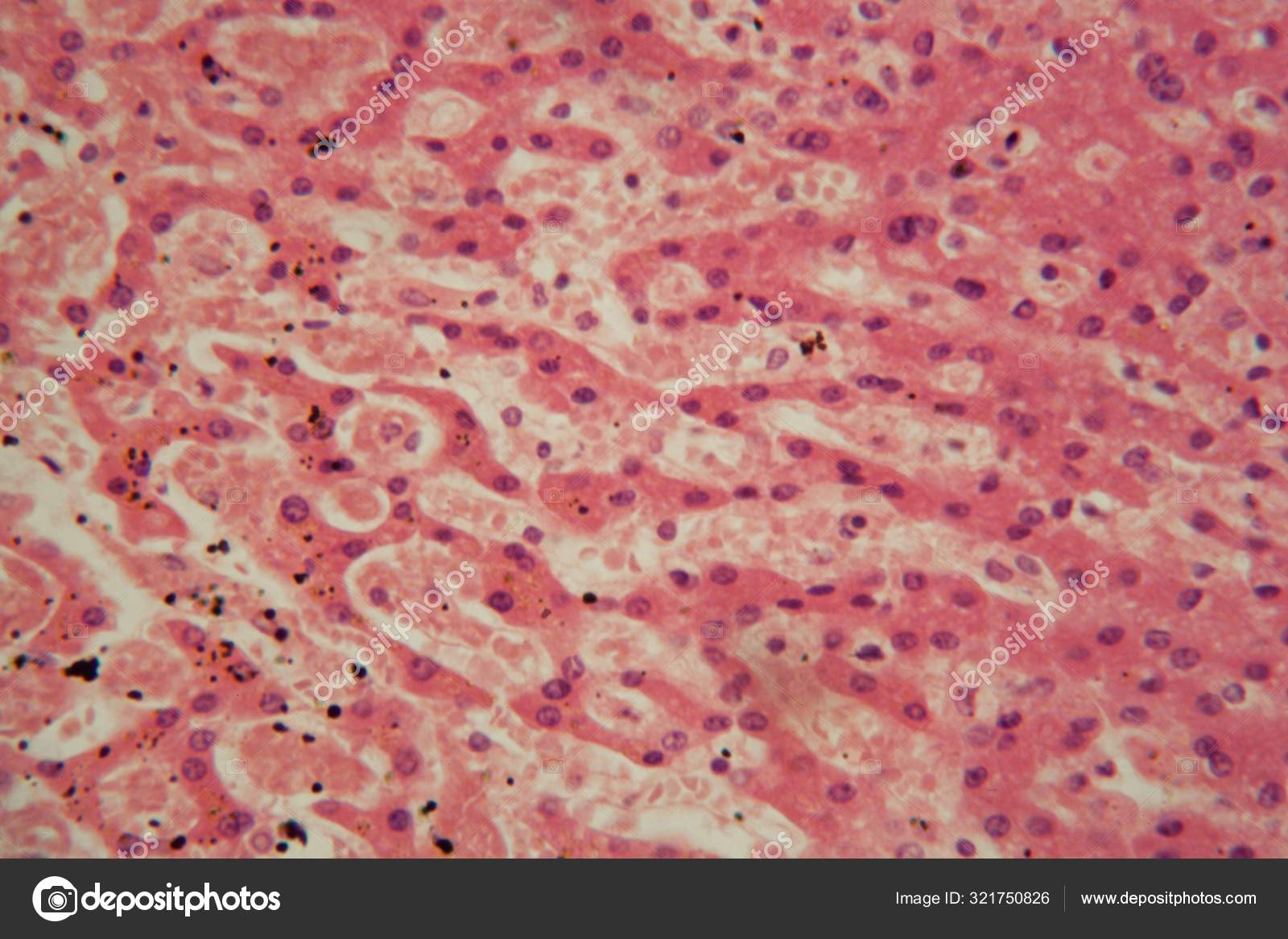 Liver Cell Microscope