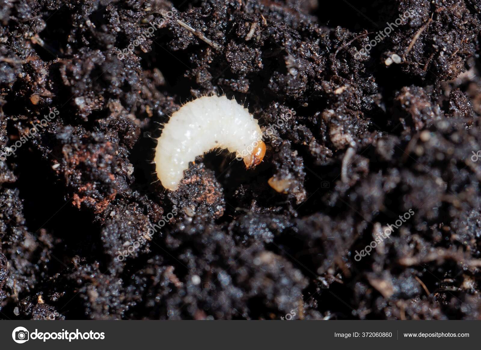 White Larvae In Garden Soil | Fasci Garden