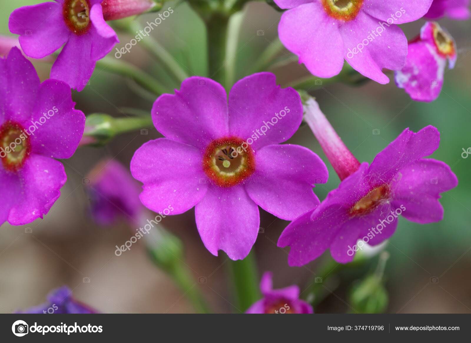 Flor Una Onagra Japonesa Rosa Primula Japonica — Foto de stock ...