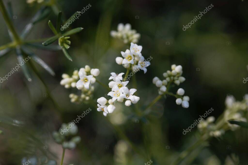 Macro foto de una flor de una planta de paja de cama cerosa, Galium ...