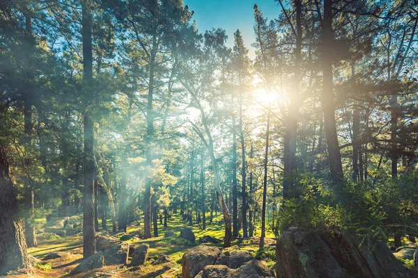 Hot summer forest Stock Photos, Royalty Free Hot summer forest Images ...