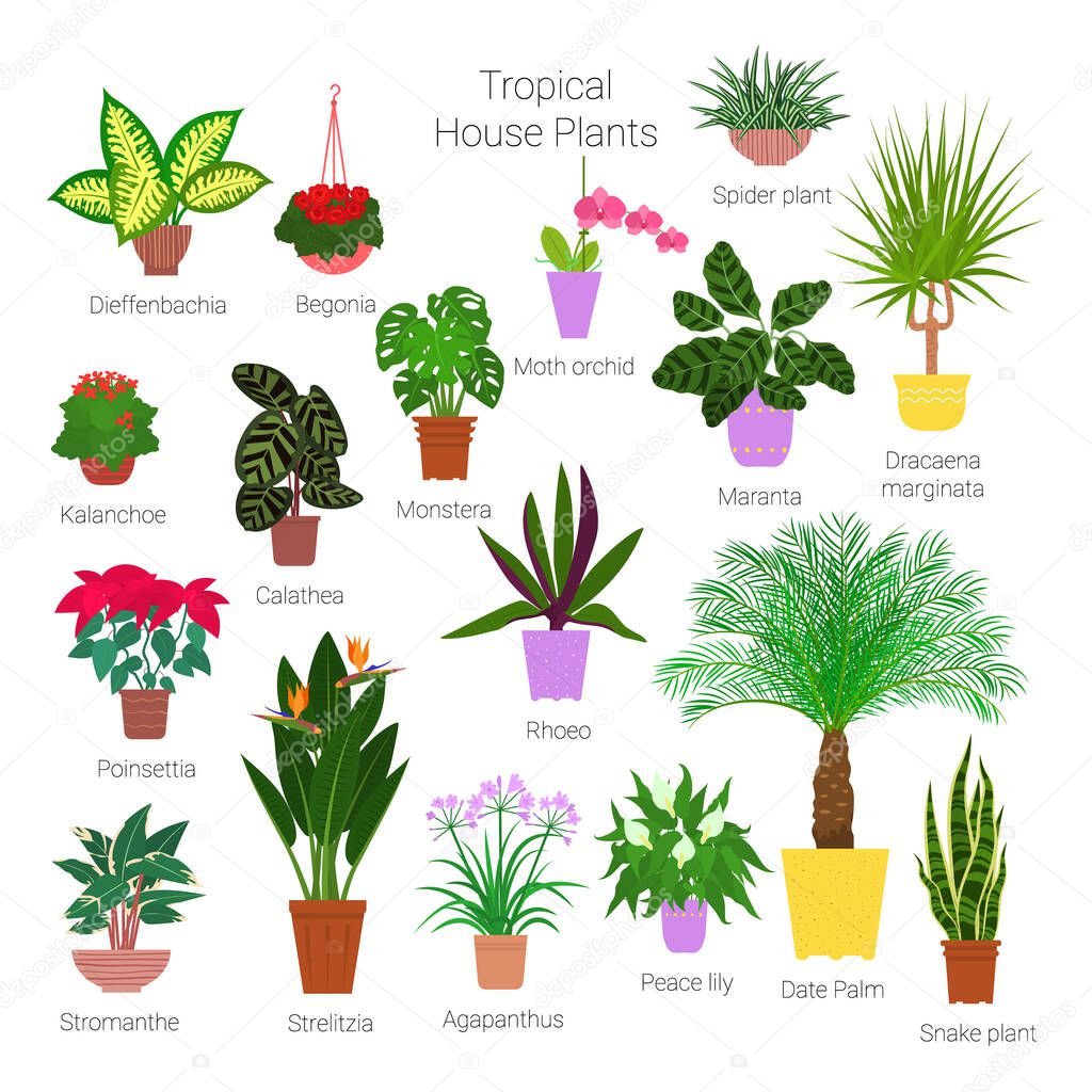 Colorido conjunto de varias plantas de interior tropicales en maceta ...