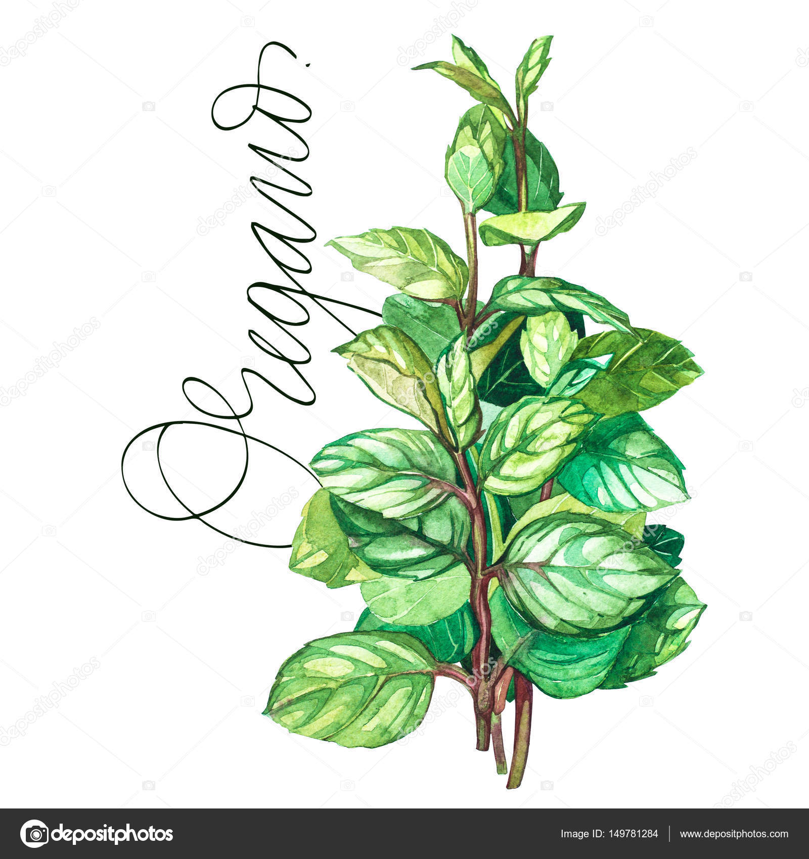 Oregano Plant Drawing