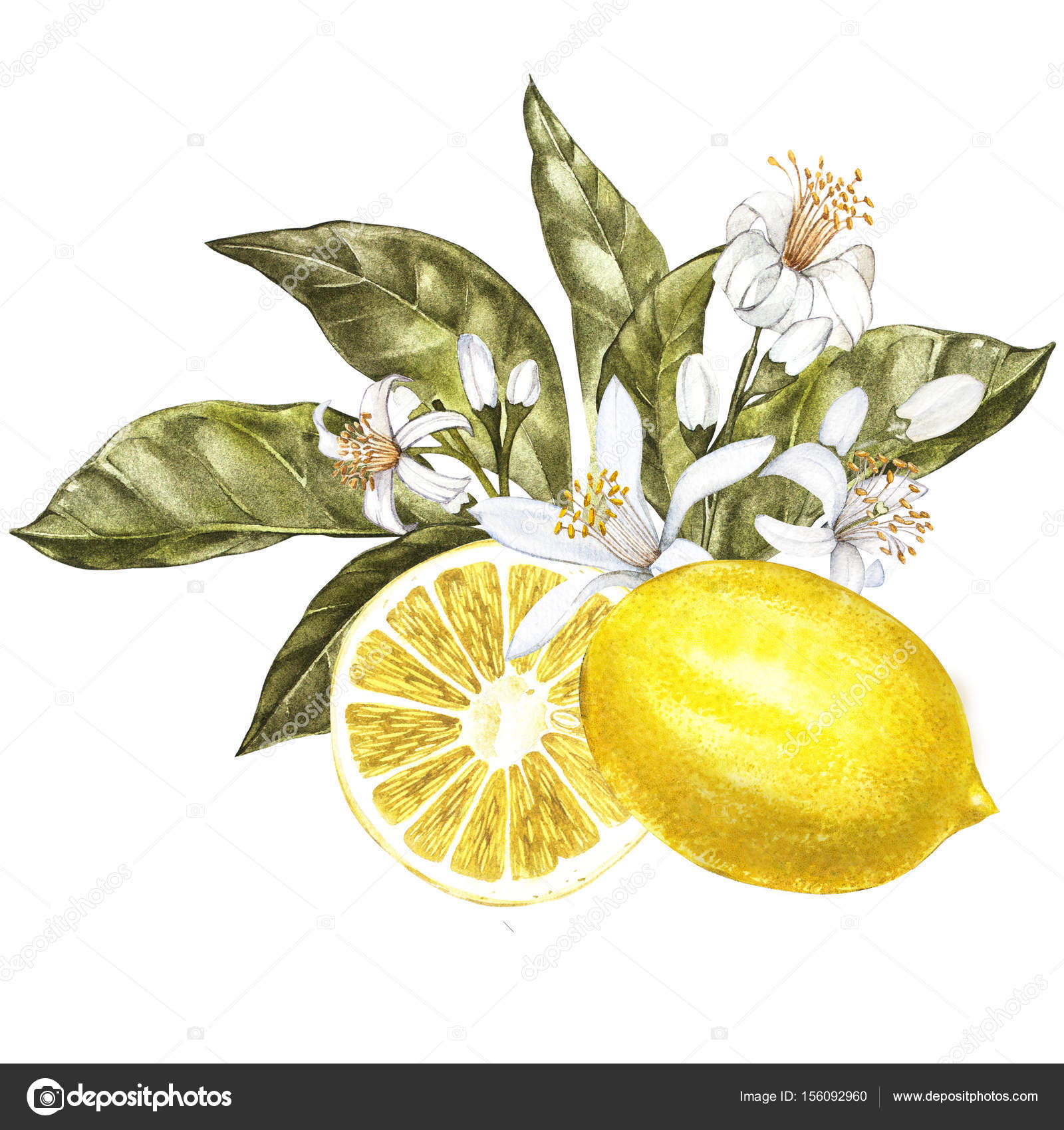 Disegni Albero Di Limoni - Disegni HD