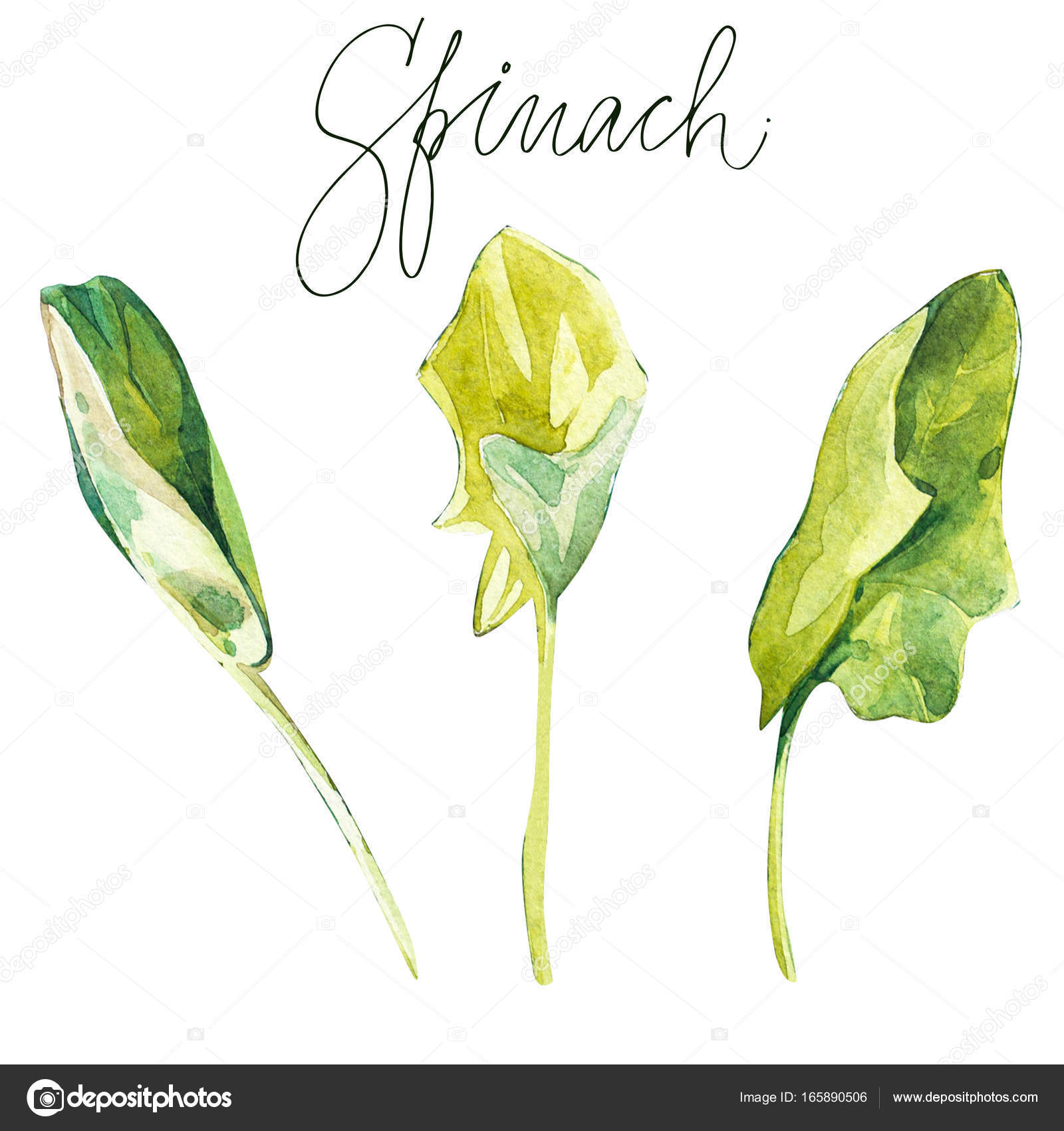 Botanical drawing of a spinach. Watercolor beautiful illustration of ...