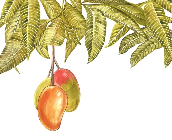 Mango logo design Stock Photos, Royalty Free Mango logo design Images ...