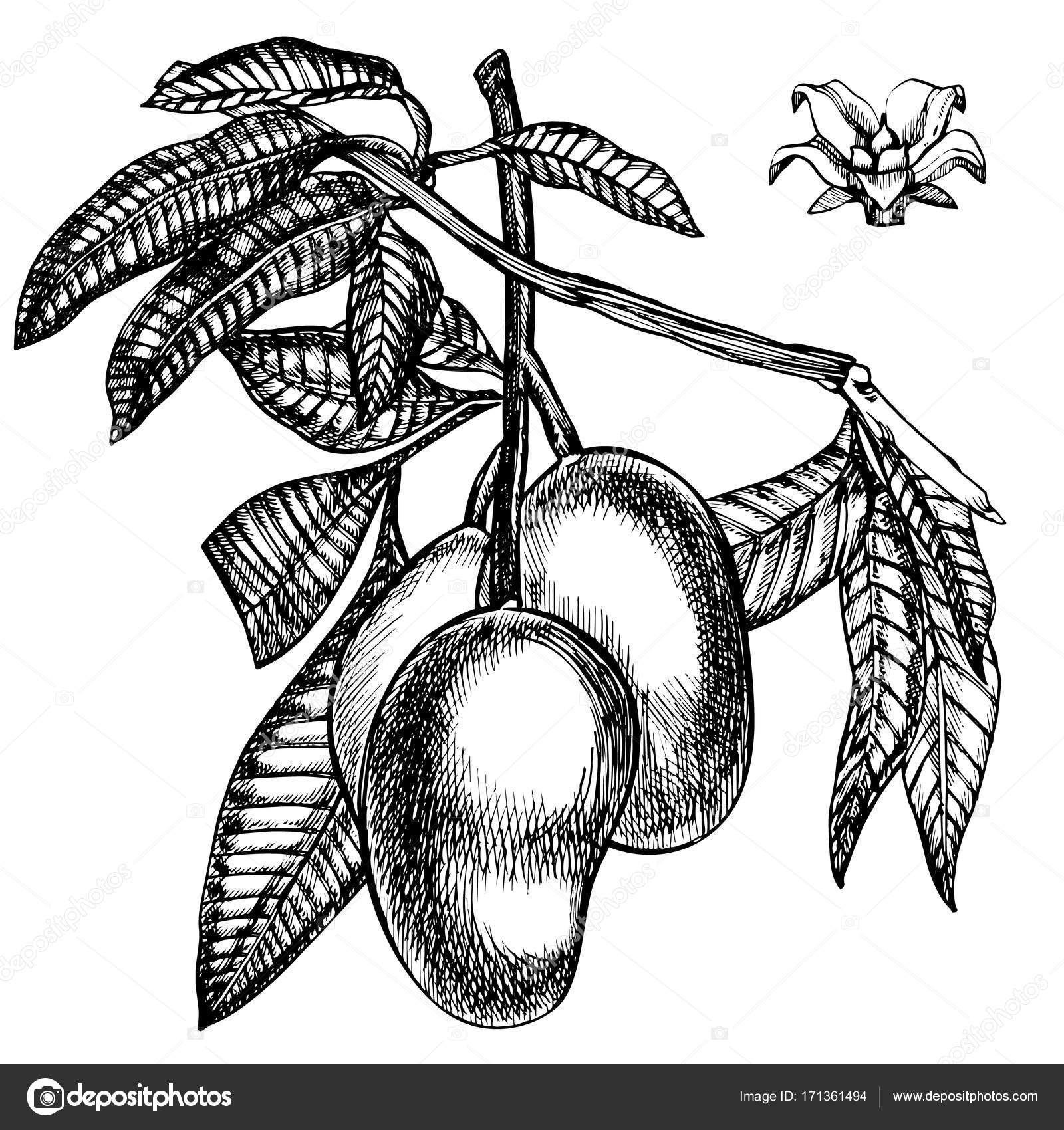 Hand drawn mango fruits set with leafs and mango slices and cubes ...