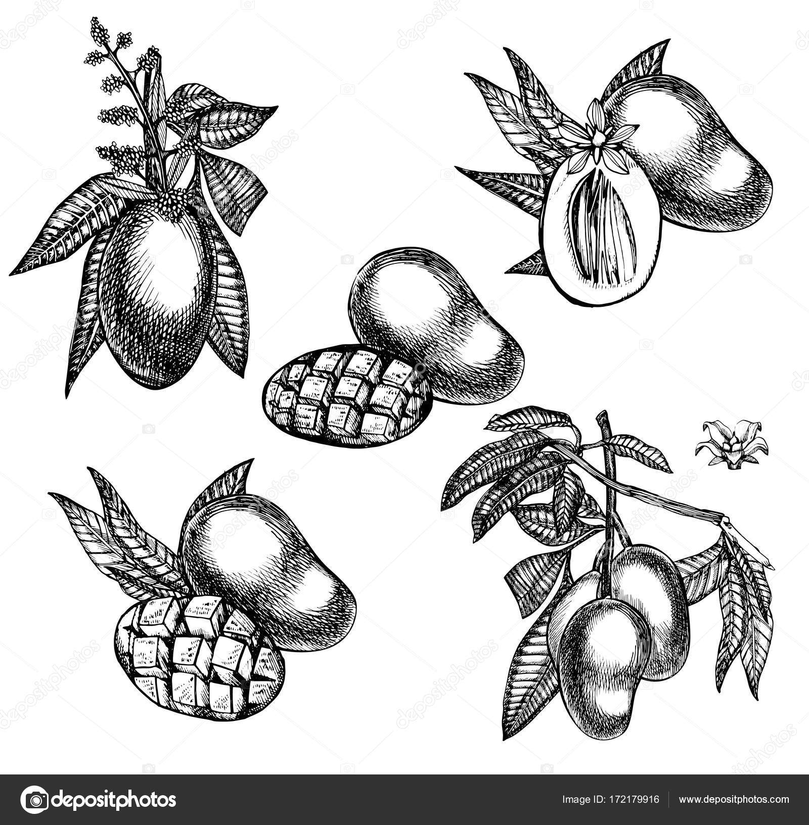 Mango Leaf Line Drawing