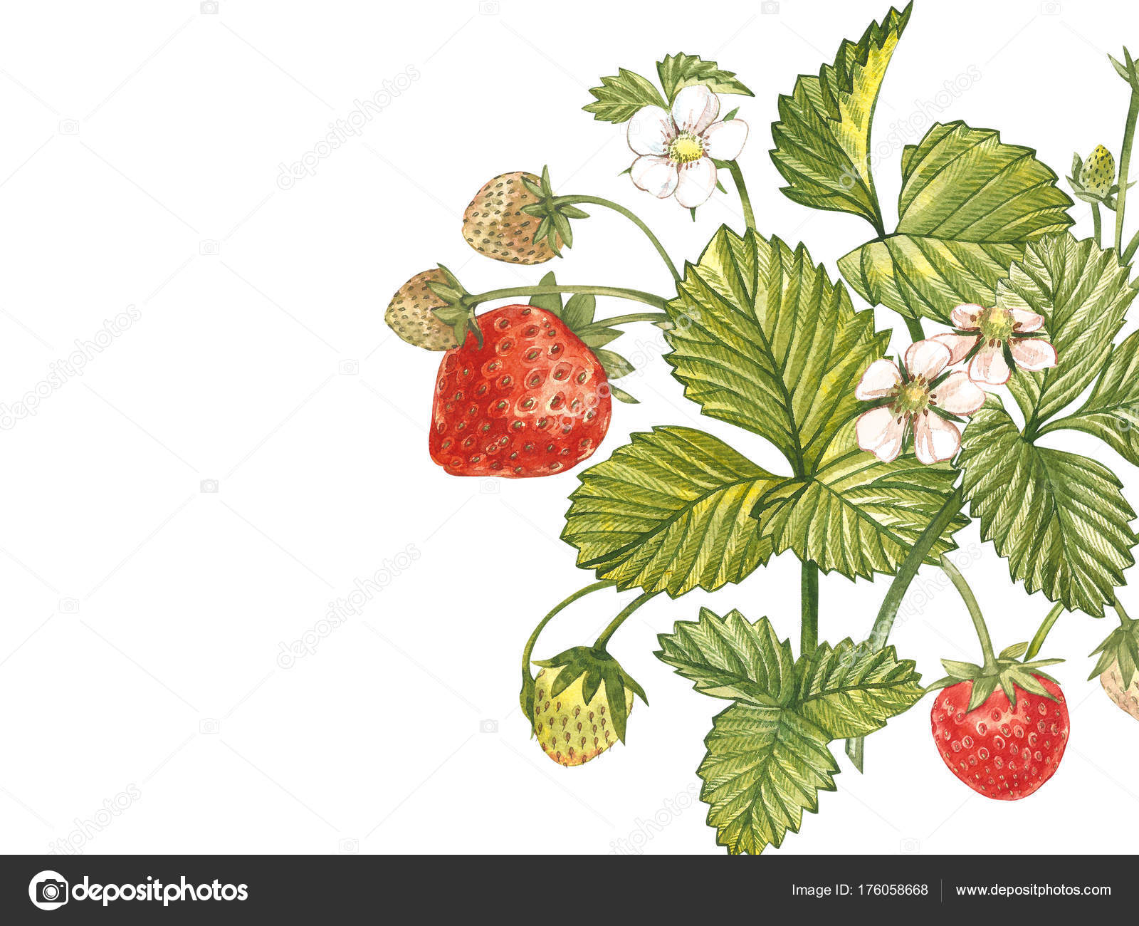 Horizontal banners with ripe red berry strawberry on white background ...