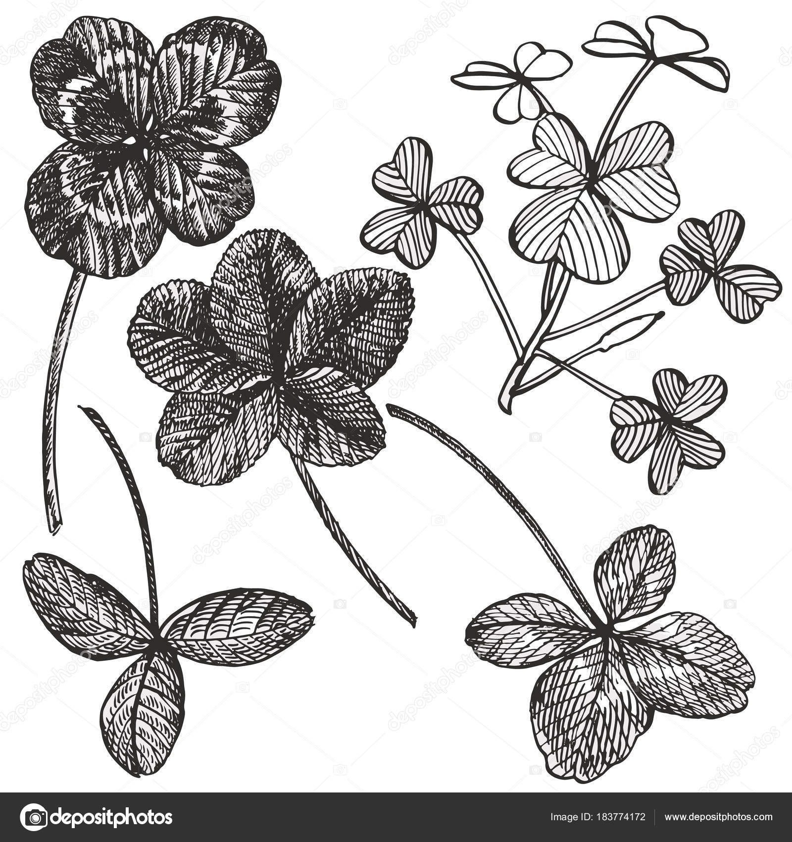 Clover vector set. Isolated wild plant and leaves on white background ...