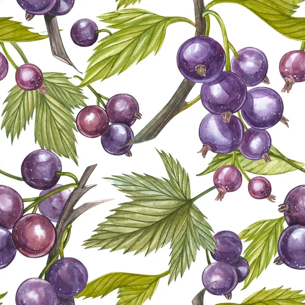 Watercolor drawing blackcurrant Stock Photos, Royalty Free Watercolor ...