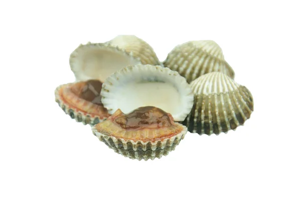Chocolates seashells Stock Photos, Royalty Free Chocolates seashells ...