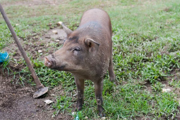 Farm animal Stock Photos, Royalty Free Farm animal Images | Depositphotos
