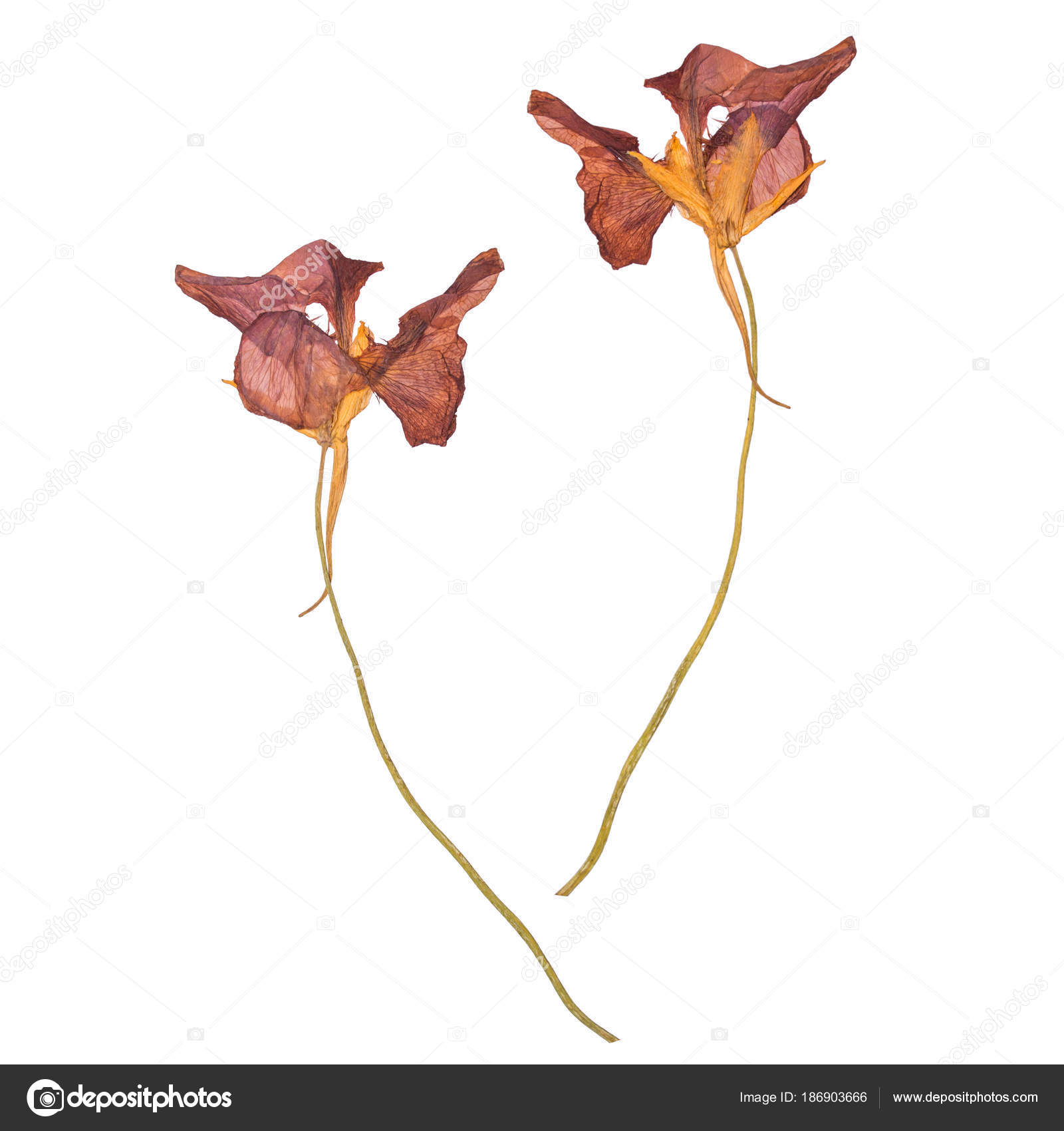 Dried and pressed the spring flowers isolated on white background ...