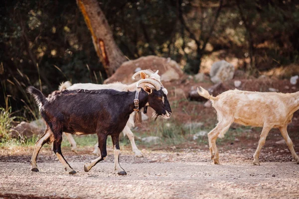 Israel goats Stock Photos, Royalty Free Israel goats Images | Depositphotos
