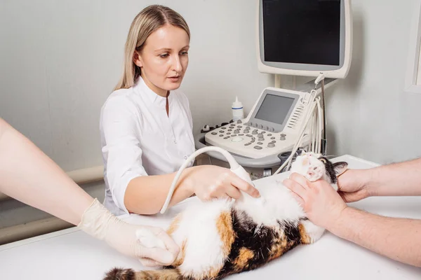 Cat ultrasound Stock Photos, Royalty Free Cat ultrasound Images ...