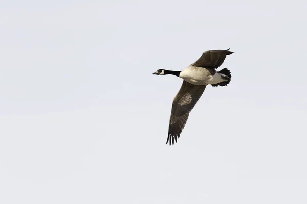 Bernache du canada en vol Stock Photos, Royalty Free Bernache du canada ...